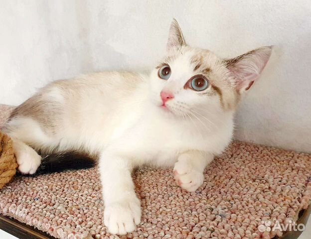 Голубоглазый котёнок-мальчик, 3 мес