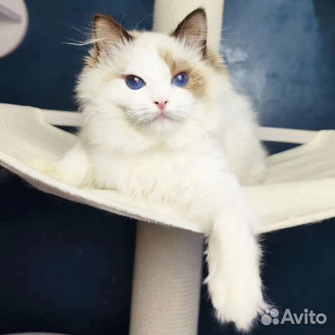 Dafni, девочка с документами