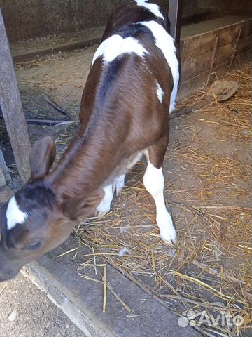 Тëлочка 12 дней цена 10000