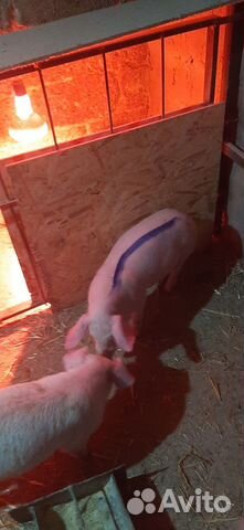 Поросята см +пьетрен