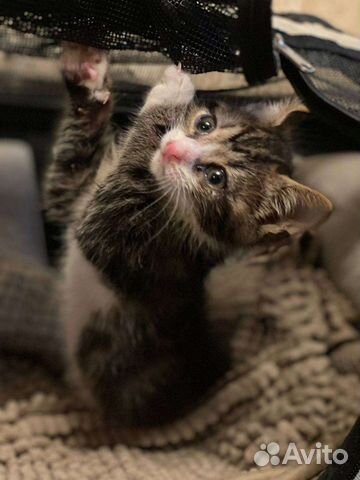 Цезарь ищет дом