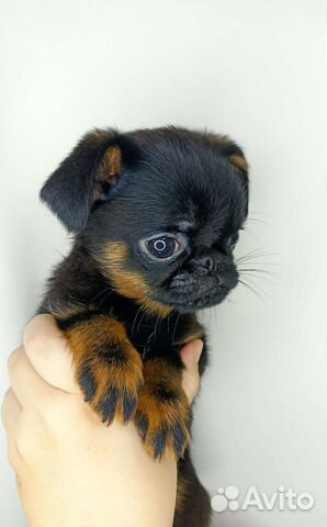 Пти брабансон щенки