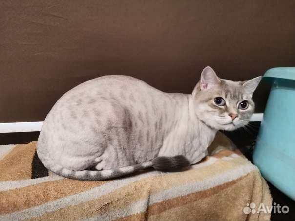 Кот в добрые руки