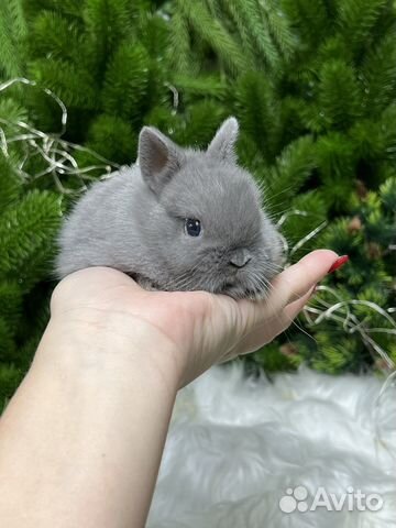 Мини кролики ручные