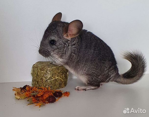 Шиншилленок девочка стандарт нэ 2 мес