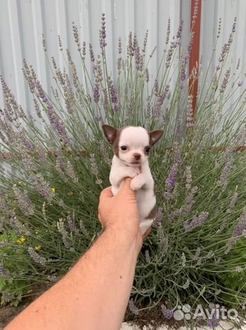 Микро девочка чихуахуа