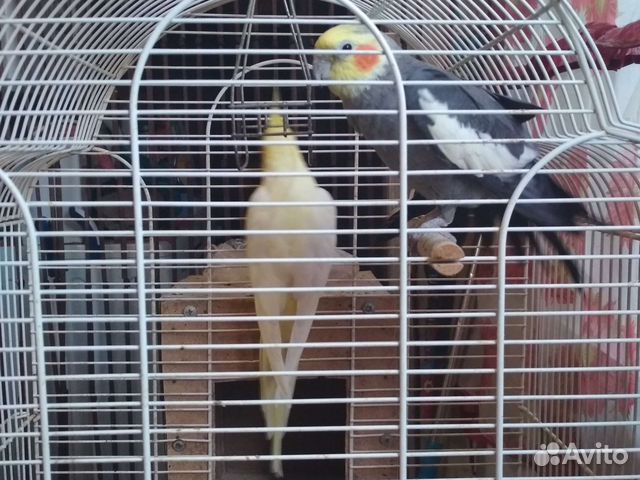 Попугай карелла мальчик девочка