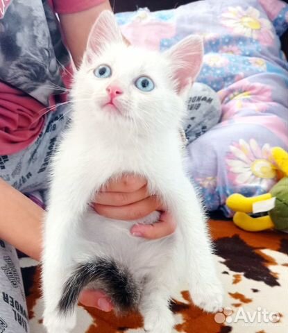 Котёнок белый