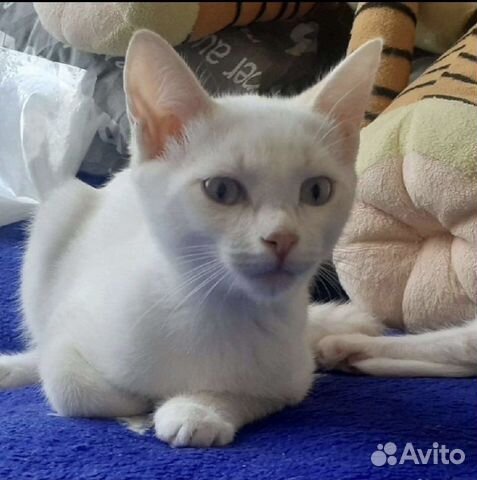 Котенок мальчик в добрые руки