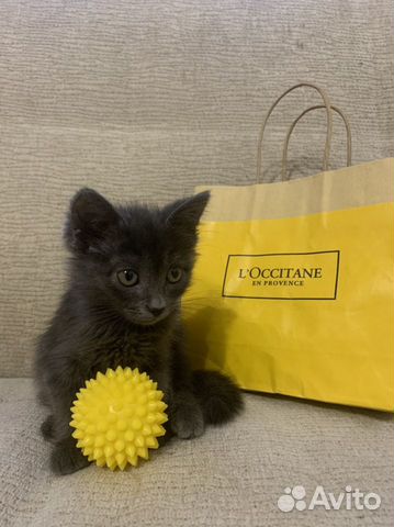 Котенок серый дымчатый в добрые руки