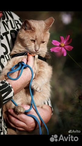 Кошечки и коты на пристройство