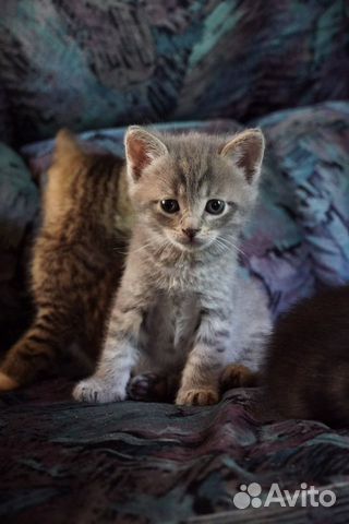 Серый котёнок