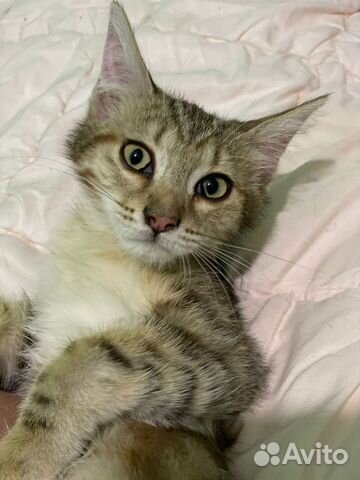 Отважный котенок Шпулькин ищет дом