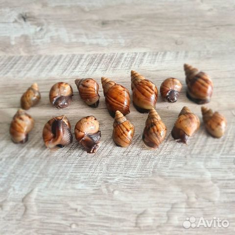 Улитки ахатины бесплатно