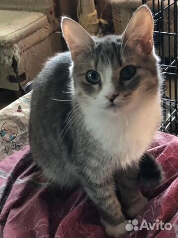 Умница, красавица - интересная кошка Раша ищет дом