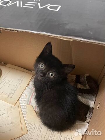Котенок девочка в добрые руки
