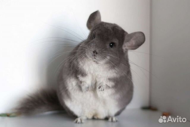 Шиншилла Фиолетовая девочка