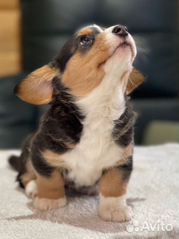 Dom Corgi Runway model девочка триколор