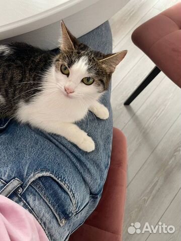Очень сладкий котенок в добрые руки