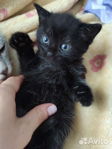 Котенок в дар бесплатно