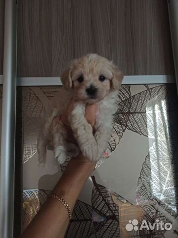 Мальтипу f1 mini мальчик нежный бежевый