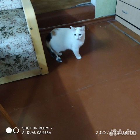 Отдам в хорошие руки, кошку умницу анжелу