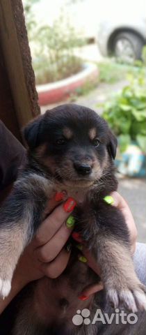 Собака в добрые руки отдам бесплатно