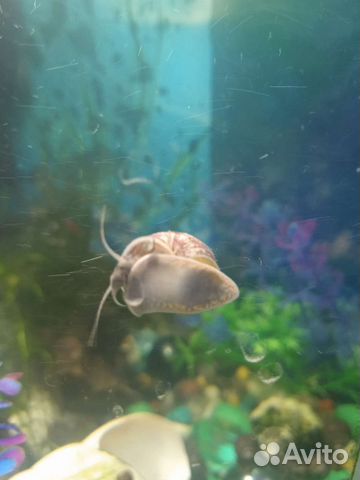 Ампулярии в дар