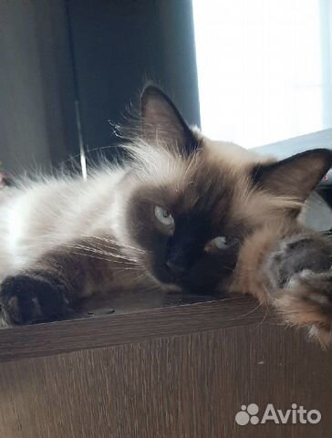 Кошечка ишет дом