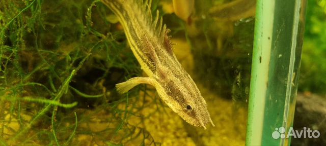 Рыбки Полиптерус Лапрадей