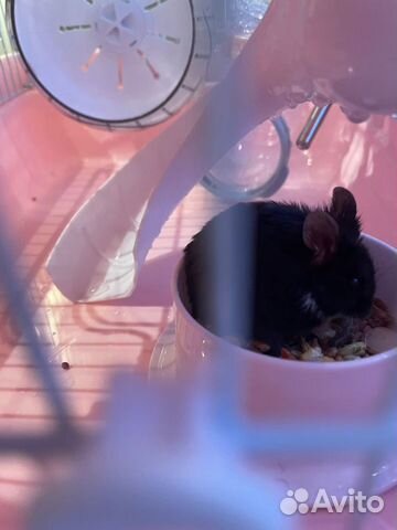 Отдам хомяка с клеткой и переноской