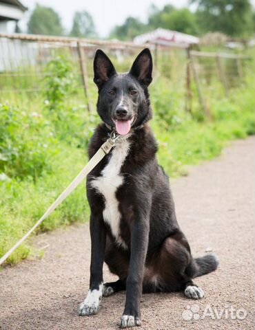 Юша, очаровательная собака в добрые руки