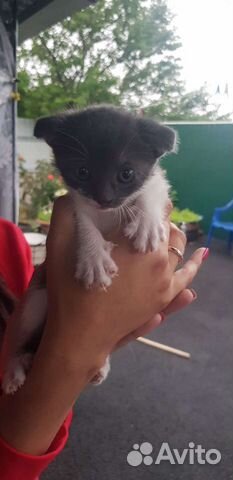 Вислоухие котята