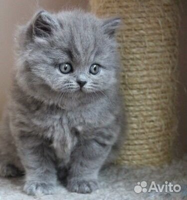 Британские Котята в пушистых шубках,очень ласковые