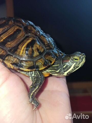 Отдам даром в добрые руки Красноухую черепаху