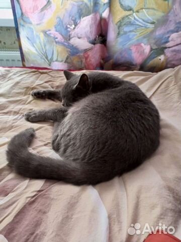 Британская кошка