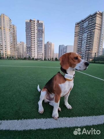 Бигль вязка