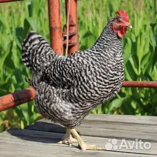 Куры несушки чешский и голубой Доминант