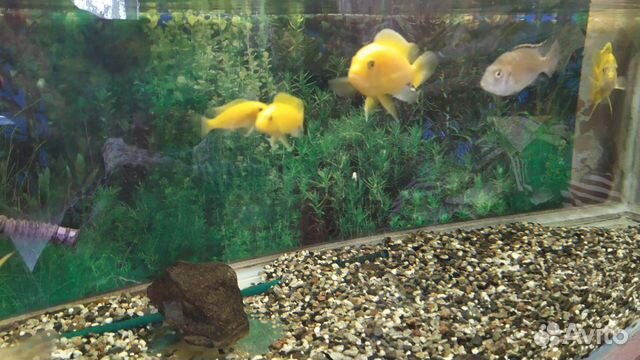 Аквариумные рыбки бесплатно