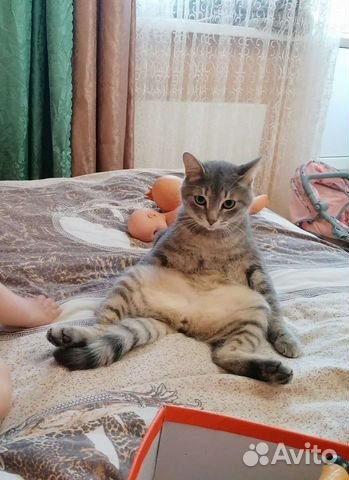 Кот Бася бесплатно