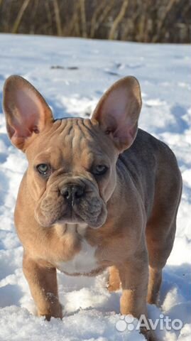 Французский бульдог шикарный мальчик
