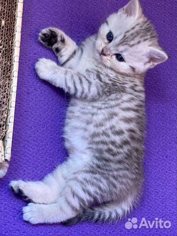 Британские котята