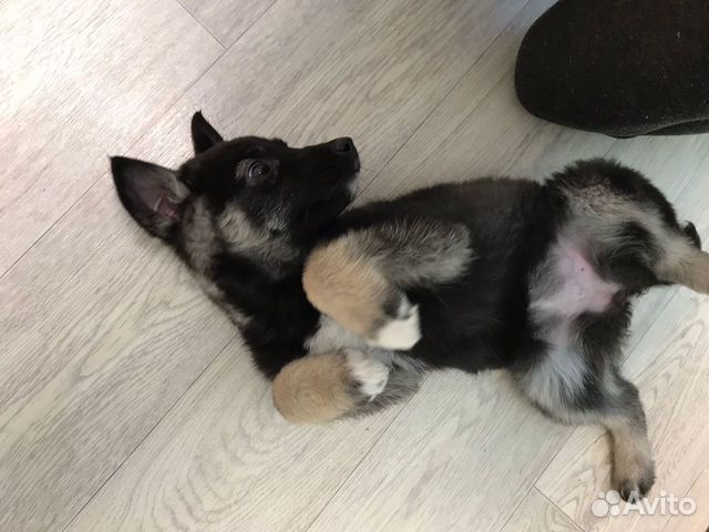 Щенок в добрые руки
