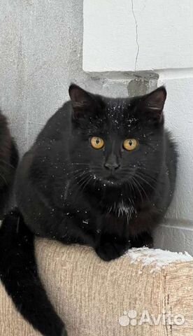 Котенок 5 месяцев