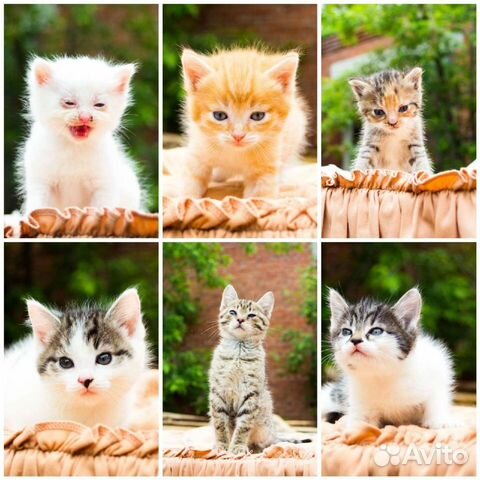 Чудесные котята ищут семью