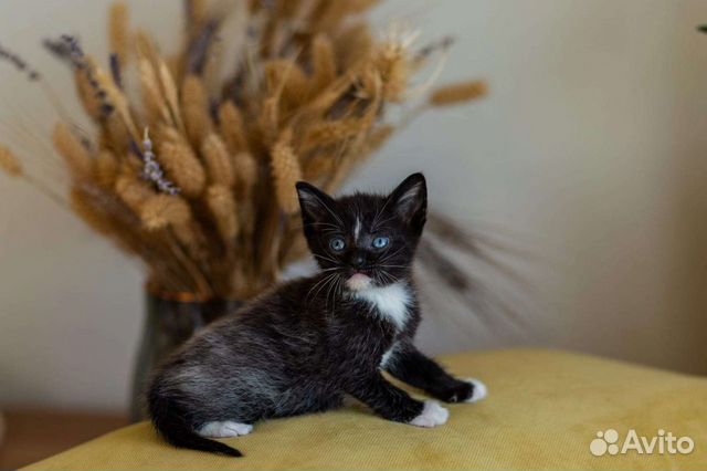 Котенок мальчик ищет дом