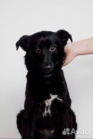 Умная собака в хорошие руки