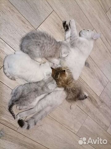 Британская кошка