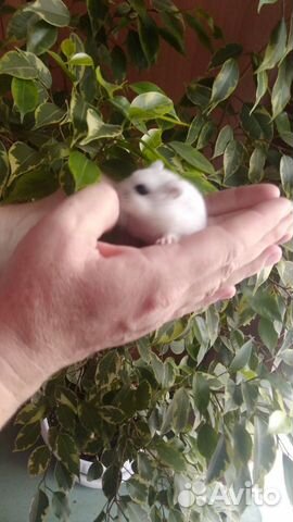 Джунгарский хомяк