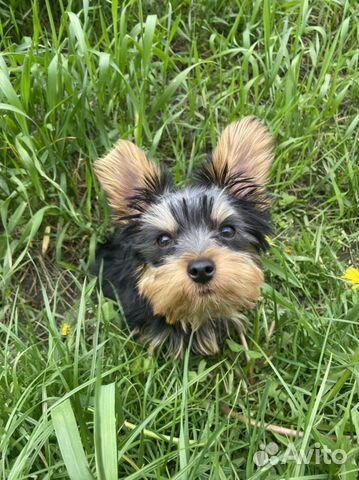 Йоркширский терьер